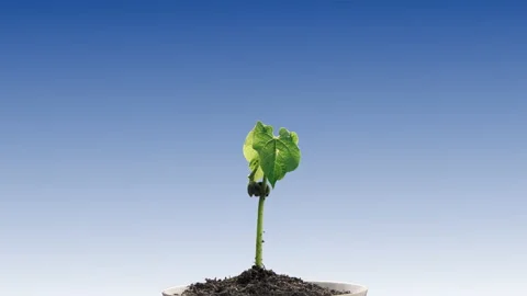Bean growth time lapse on blue backgroun... | Stock Video | Pond5