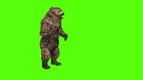Green Screen Bear Stock Video Footage | Royalty Free Green Screen Bear ...