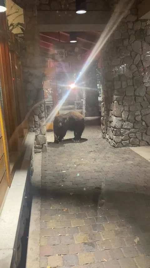 Bear Breaks Into Shop, South Lake Tahoe,... | Stock Video | Pond5