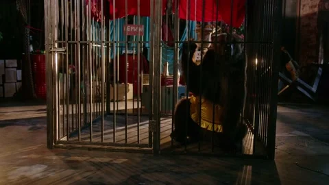 Circus Bear Stock Videos – Royalty-Free HD & 4K Videos