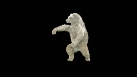 Bear Dancing, With Alpha Matte. | Stock Video | Pond5