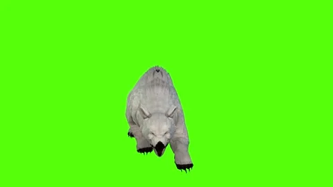 Bear Double Claws Attack Green Screen An... | Stock Video | Pond5