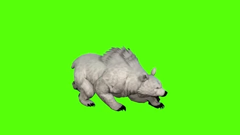 Bear Double Claws Attack Green Screen An... | Stock Video | Pond5