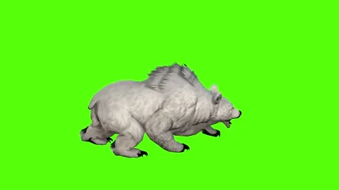 Bear Double Claws Attack Green Screen An... | Stock Video | Pond5