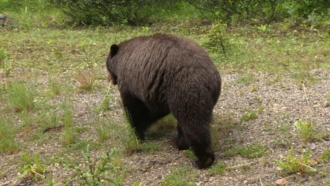 Bear feasting on grass in the wild(close... | Stock Video | Pond5
