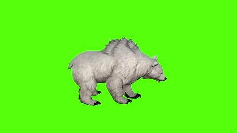 Bear idle Green Screen Animation 4K Rend... | Stock Video | Pond5