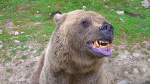 Beast Teeth Stock Videos – Royalty-Free HD & 4K Videos | Pond5