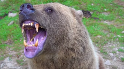 The bear prepares to attack shows its Ja... | Stock Video | Pond5