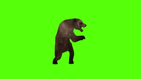 Bear Punch Right Green Sccreen Animation... | Stock Video | Pond5