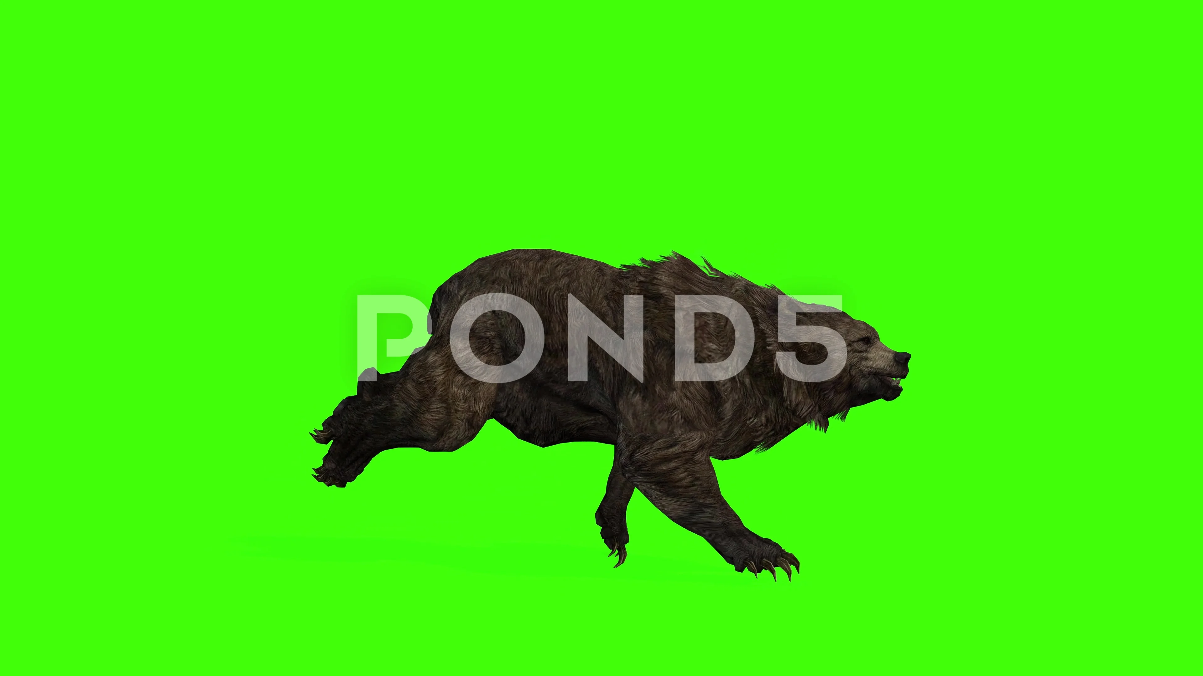 Bear Run Cycle