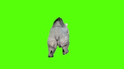 Bear Roaring Green Screen Animation 4K R... | Stock Video | Pond5
