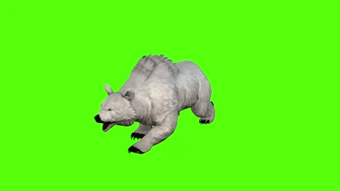 Bear Roaring Green Screen Animation 4K R... | Stock Video | Pond5