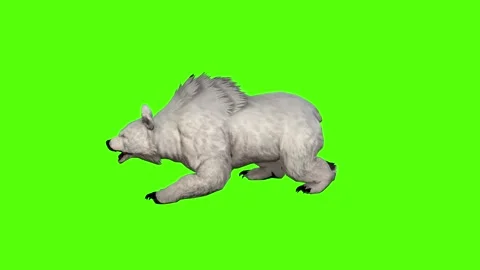 Bear Roaring Green Screen Animation 4K R... | Stock Video | Pond5