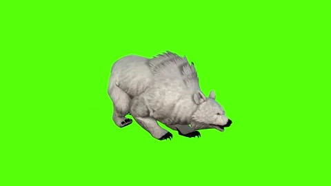 Bear Running Green Screen Animation 4K R... | Stock Video | Pond5