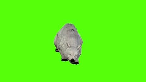 Bear Running Green Screen Animation 4K R... | Stock Video | Pond5