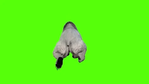 Bear Running Green Screen Animation 4K R... | Stock Video | Pond5