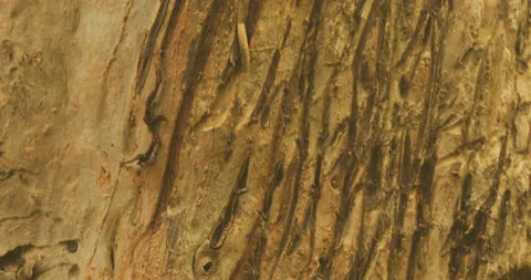 Claw Marks Stock Footage ~ Royalty Free Stock Videos | Pond5