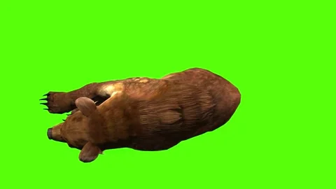 Bear Sleeping Green Screen Animation and... | Stock Video | Pond5