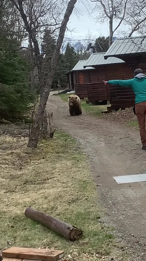 Bear Tech Redirecting Large Grizzly Bear... | Stock Video | Pond5
