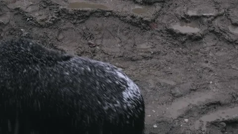 Bear tracks on a muddy ground, with shap... | Stock Video | Pond5