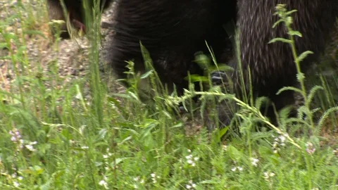 Bear walking in the forest searching for... | Stock Video | Pond5