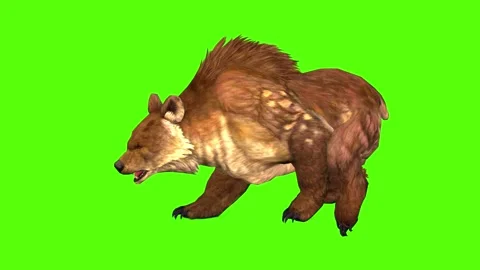 Bear Walking Green Screen Animation and ... | Stock Video | Pond5