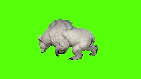 Bear Walking Green Screen Animation 4K R... | Stock Video | Pond5