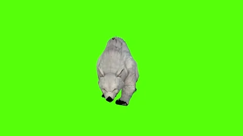 Bear Walking Green Screen Animation 4K R... | Stock Video | Pond5