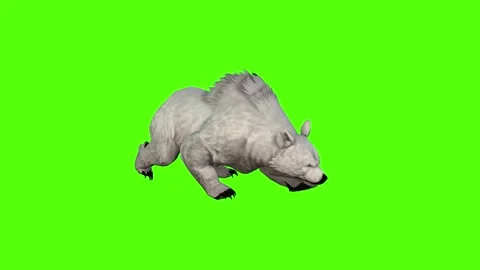 Bear Walking Green Screen Animation 4K R... | Stock Video | Pond5