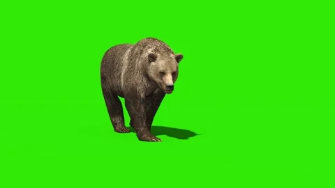 Bear Green Screen Stock Video Footage | Royalty Free Bear Green Screen ...