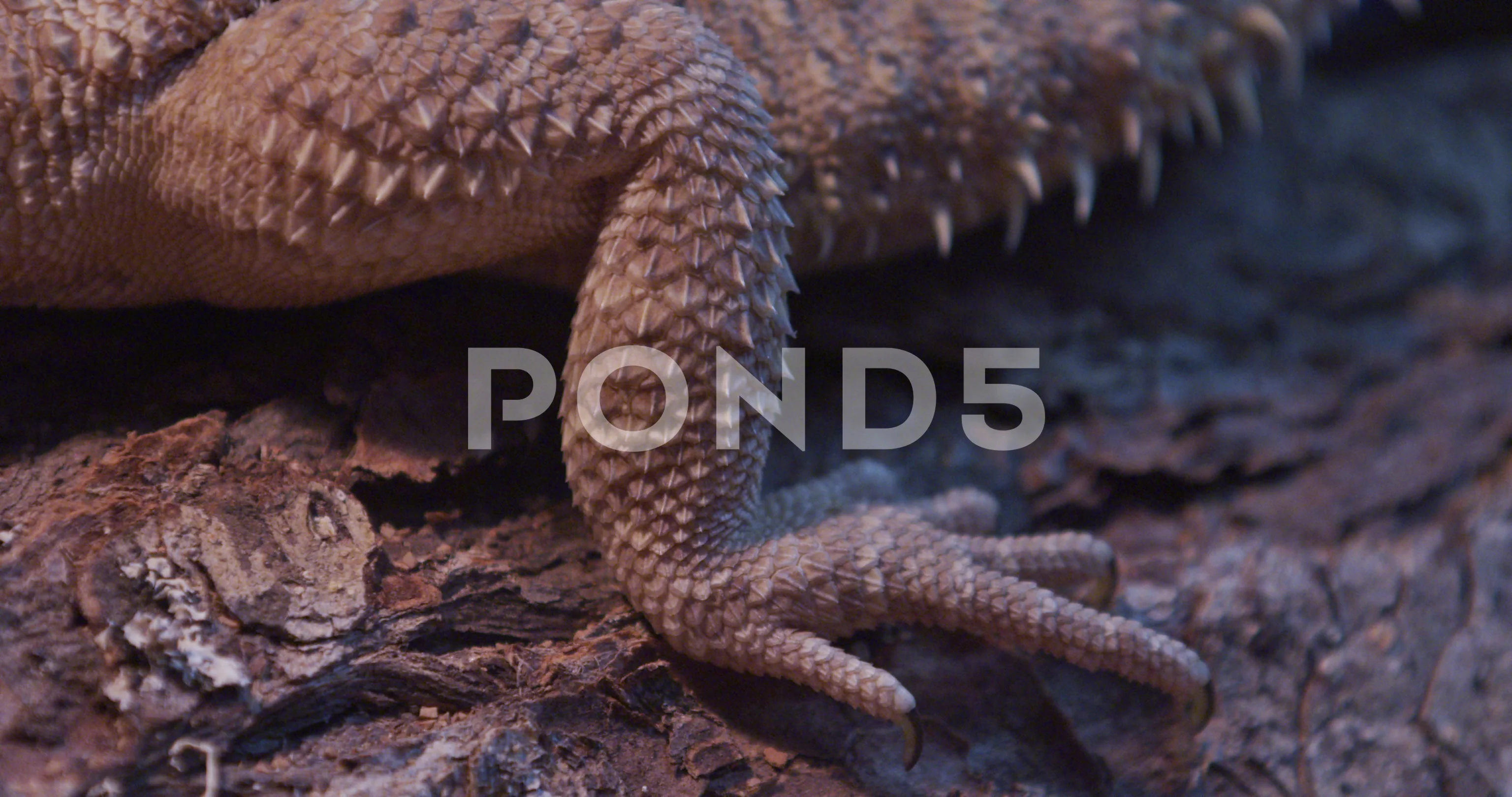 Moving Animated Bearded Dragons Red Dragon Png