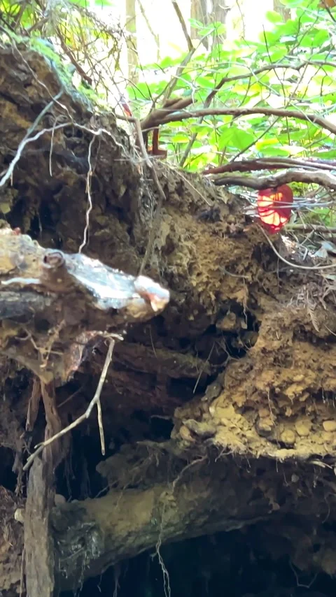bears den under a tree in a large hole i... | Stock Video | Pond5