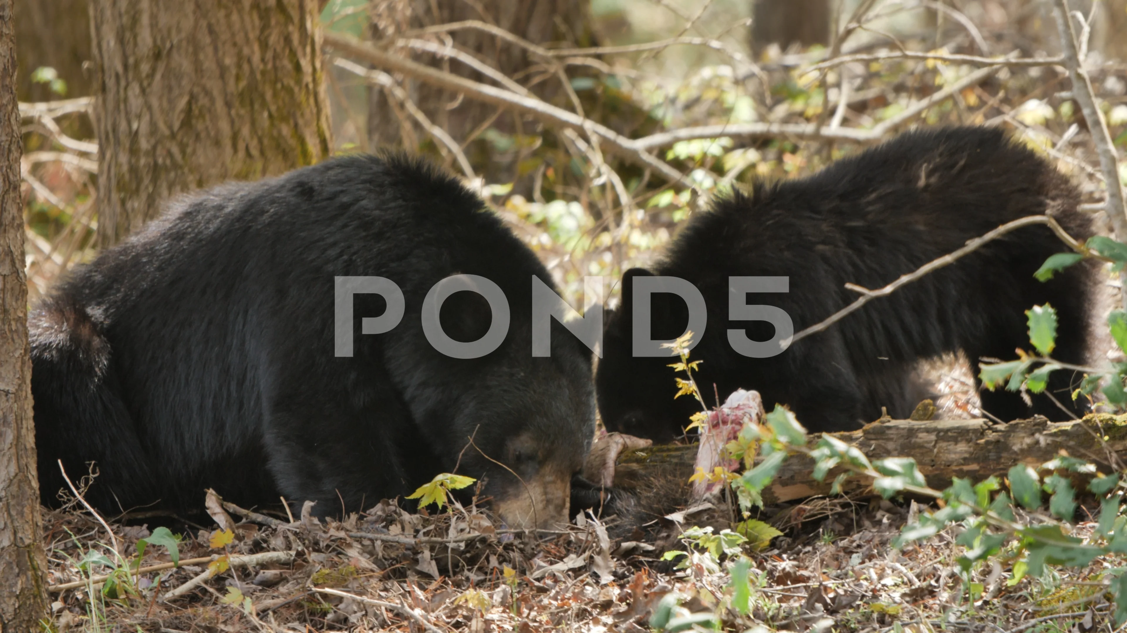 Bear Eating Meat