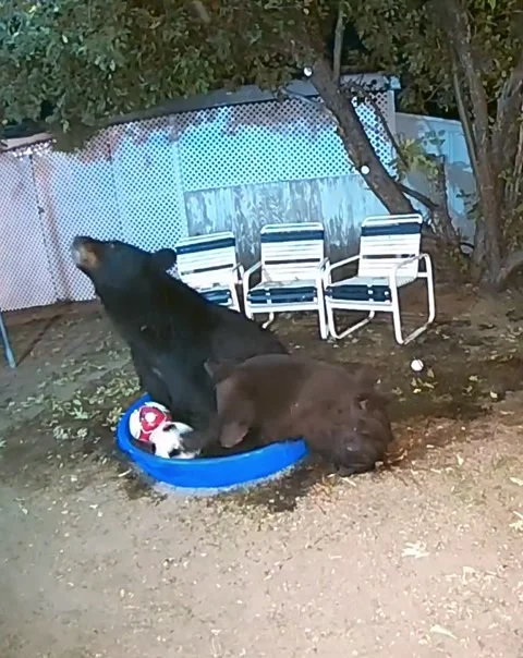 Bears Play with Soccer Balls in Kiddie ... | Stock Video | Pond5
