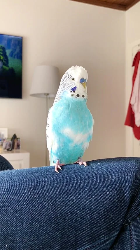 Beat Boxing Beat Stock Videos – Royalty-Free HD & 4K Videos | Pond5