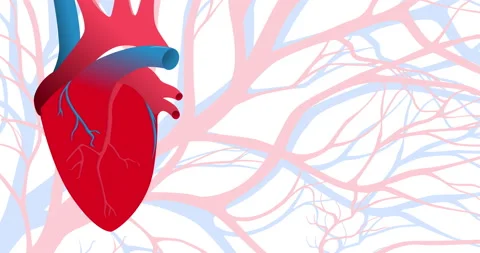 Beating heart and pulsating blood vessel... | Stock Video | Pond5