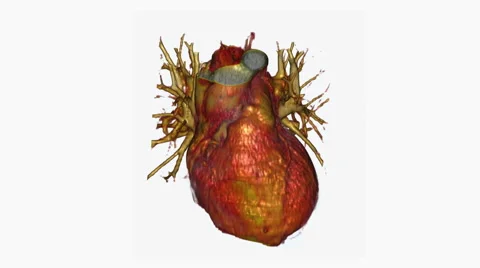 Heart Beating Studio Stock Footage ~ Royalty Free Stock Videos | Pond5
