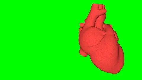Beating human heart with green screen an... | Stock Video | Pond5