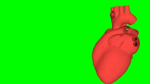 Beating human heart with green screen an... | Stock Video | Pond5