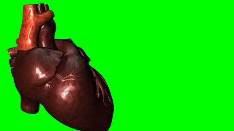 Beating human heart with green screen an... | Stock Video | Pond5