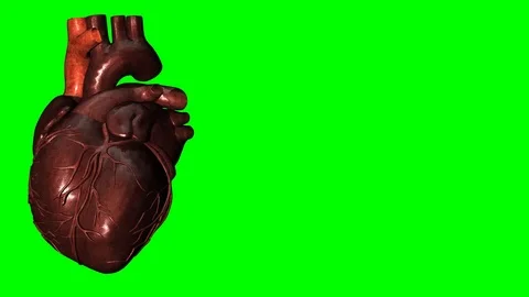 Beating human heart with green screen an... | Stock Video | Pond5