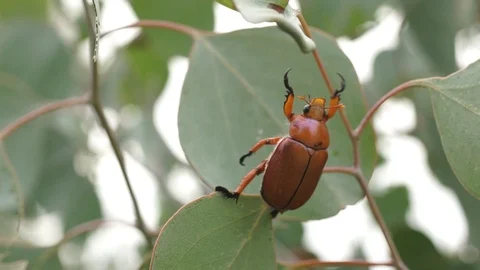 A Beatle insect struggles to reach a hig... | Stock Video | Pond5
