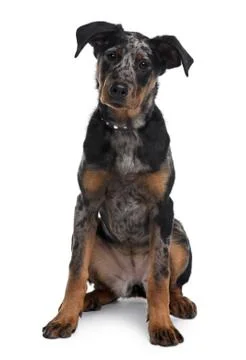 Beauceron Merle