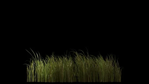 Beautiful 4k panorama grass seamless loo... | Stock Video | Pond5