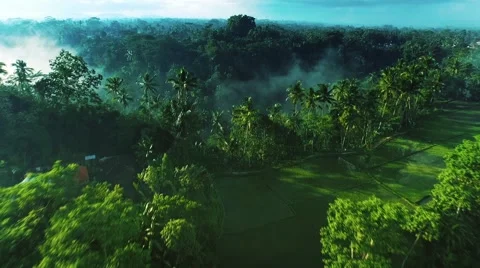 Jungle Aerial Stock Footage ~ Royalty Free Stock Videos | Pond5