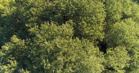 Forest Zoom Out Stock Video Footage | Royalty Free Forest Zoom Out ...