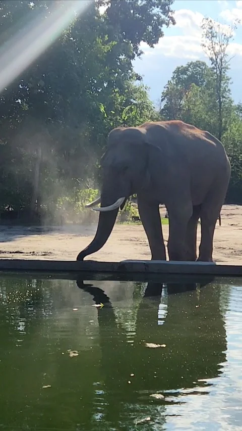 Beautiful African Elephant Stock Videos – Royalty-Free HD & 4K Videos