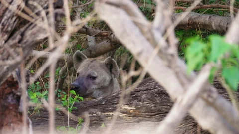 A beautiful African Hyena hiding in the ... | Stock Video | Pond5