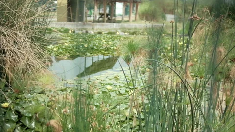 Beautiful and peaceful pond from behind ... | Stock Video | Pond5