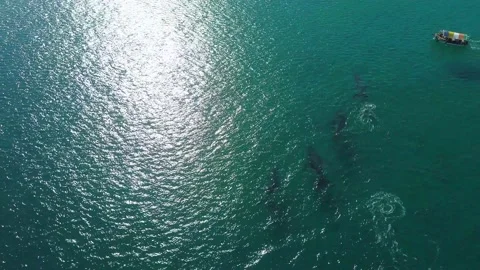 Beautiful and Powerful Sea Creatures, Ar... | Stock Video | Pond5